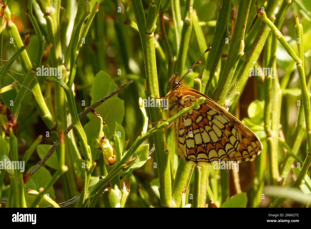 Heath fritillary (Melitaea athalia) is a butterfly of the family ...