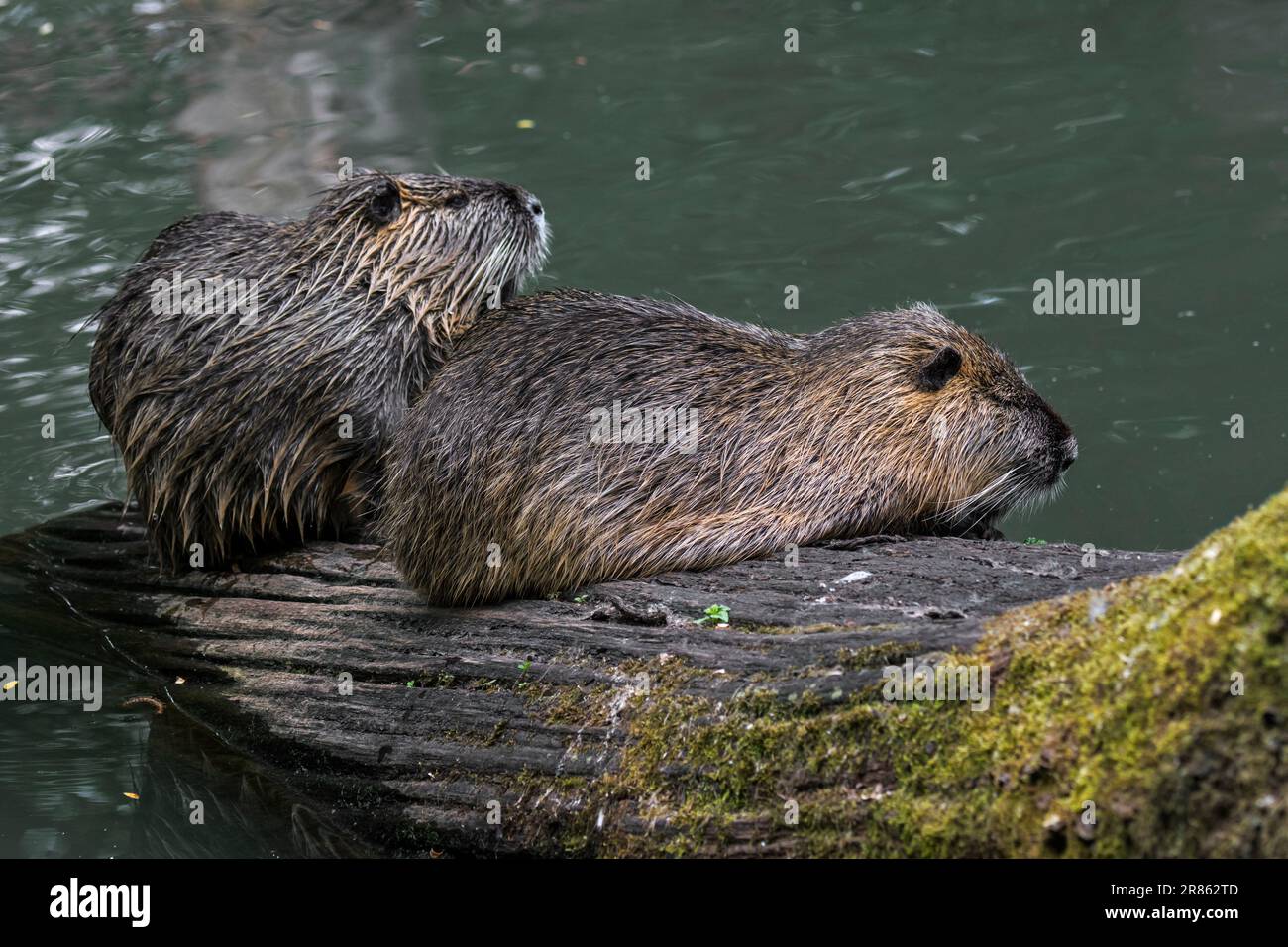 Two coypus / nutrias (Myocastor coypus) resting on fallen tree trunk in ...