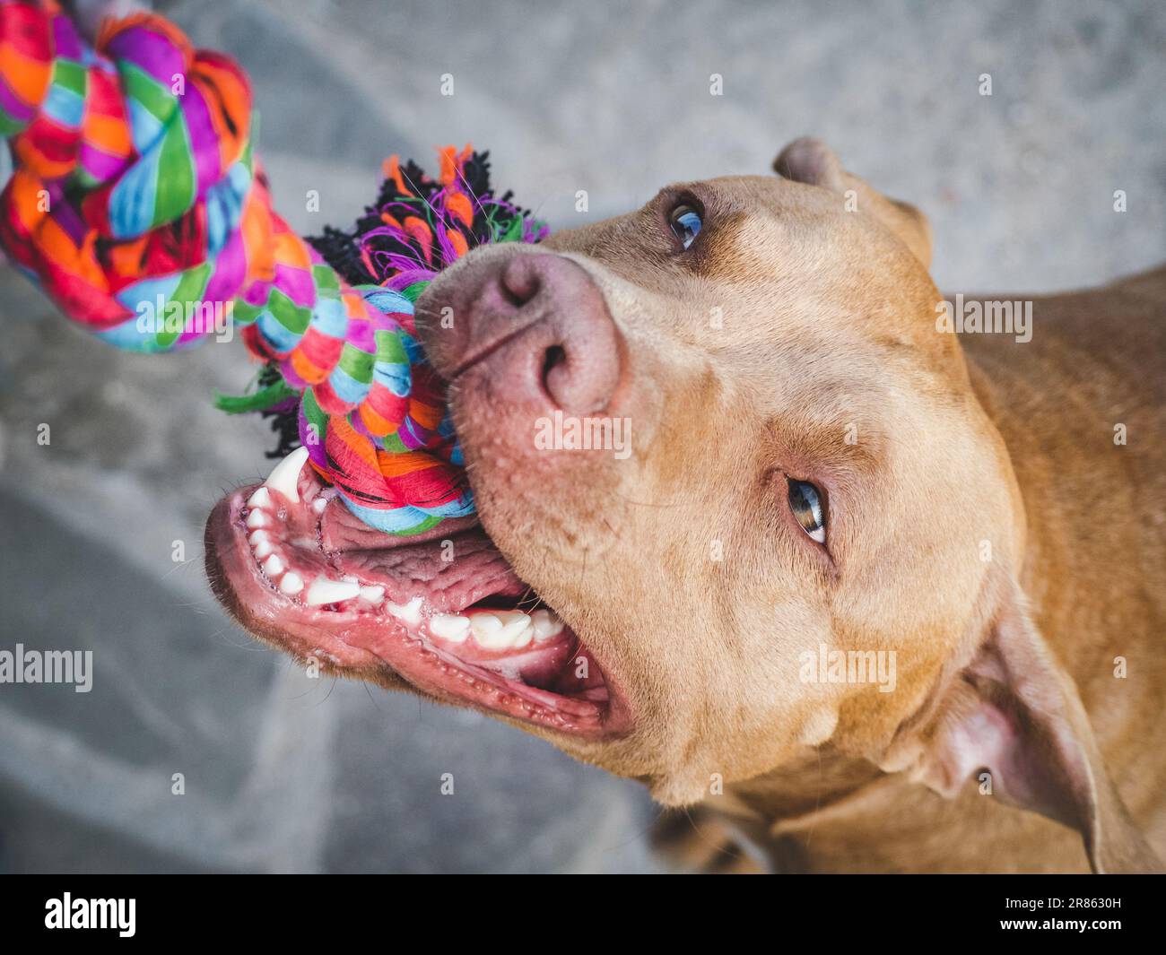 Cute dog and play rope. Close-up, outdoors Stock Photo - Alamy