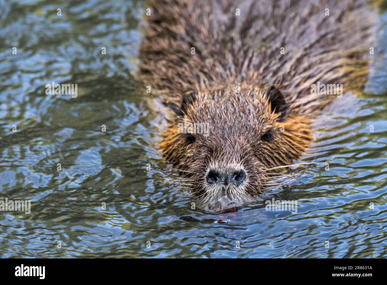 Coypu / nutria (Myocastor coypus) swimming in pond, invasive rodent in ...