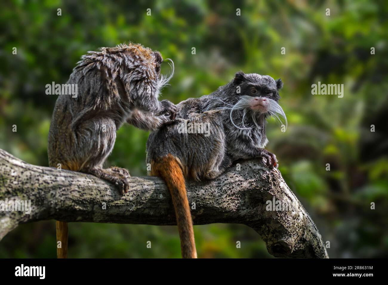 Two emperor tamarins (Saguinus imperator) in rain forest, native to ...