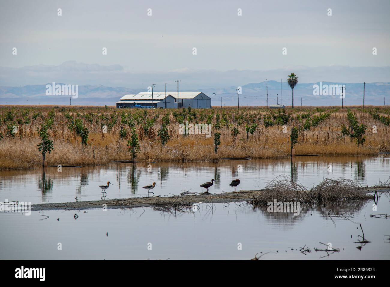 Flooded farm and crops. Tulare Lake, located in California's Central ...