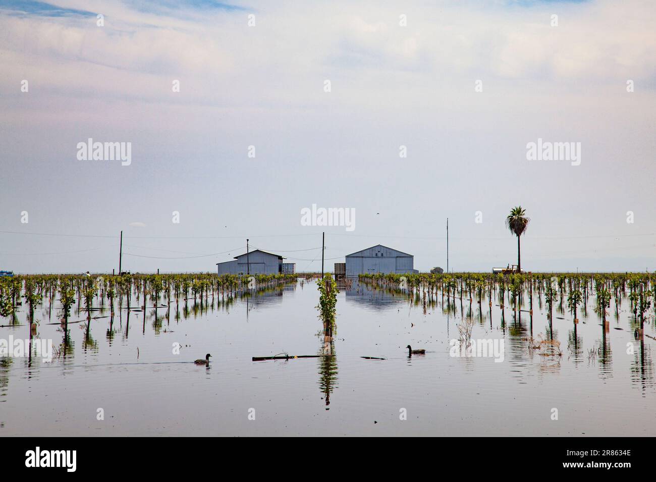 Flooded farm and crops. Tulare Lake, located in California's Central ...