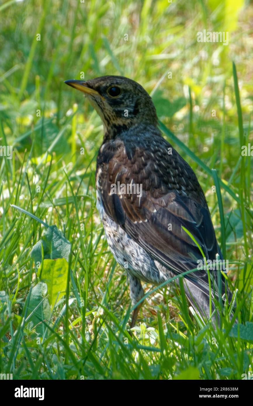 Family of turdidae hi-res stock photography and images - Alamy