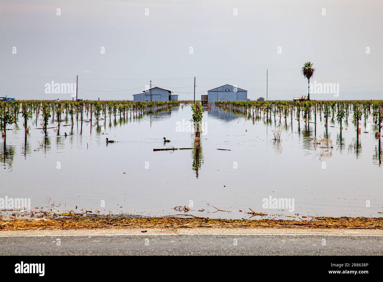 Flooded farm and crops. Tulare Lake, located in California's Central ...