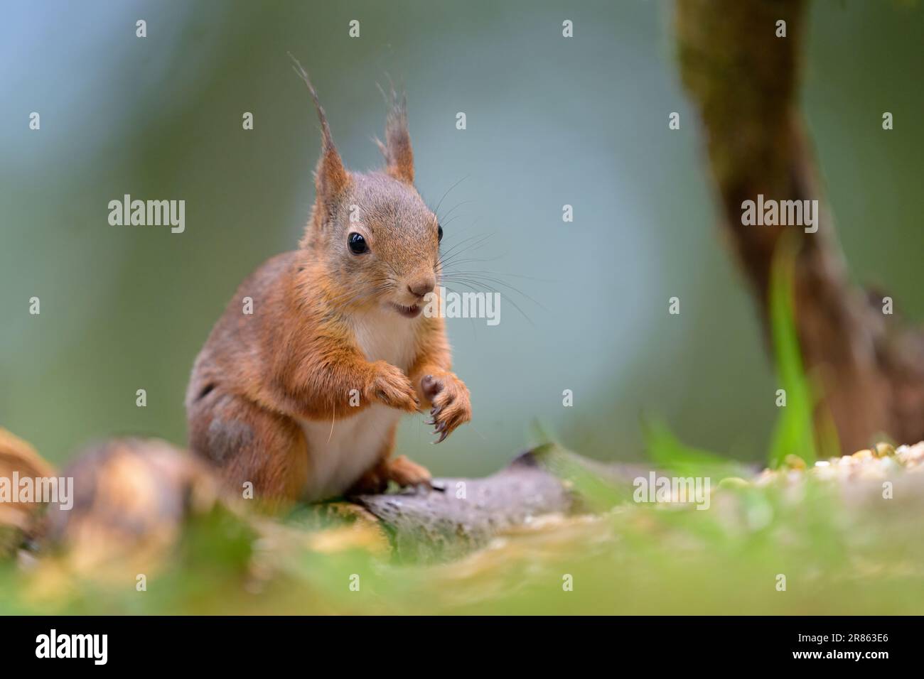 Cute Norwegian Red squirrel (Sciurus vulgaris) in sommer forest Stock ...