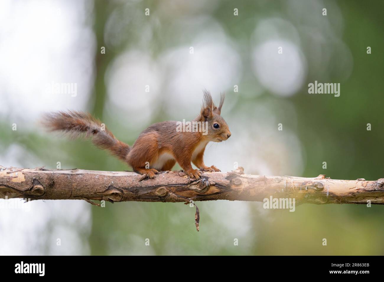 Cute Norwegian Red squirrel (Sciurus vulgaris) in sommer forest Stock ...