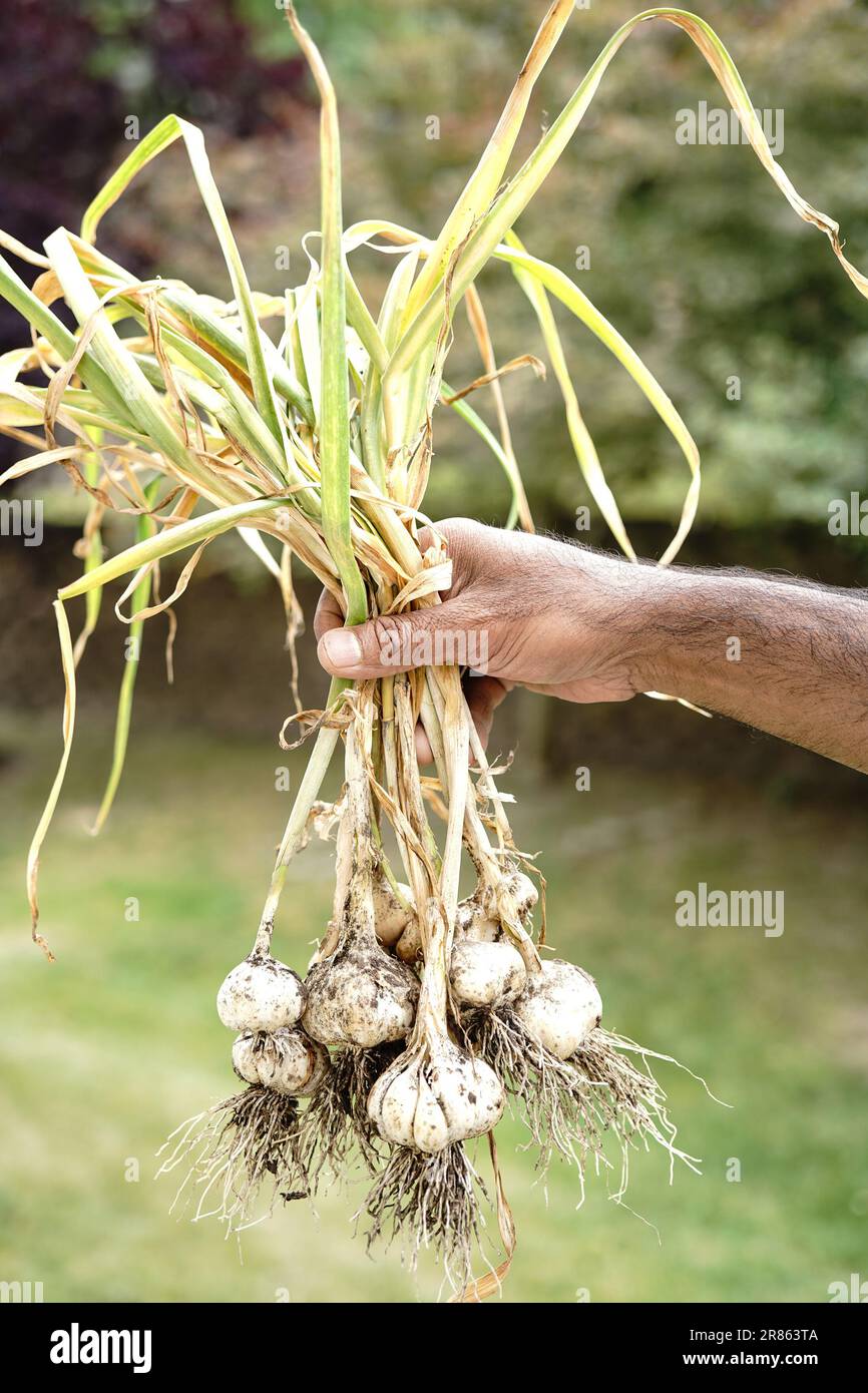 Hand holding freshly harvested garlic from garden, organic farming ...