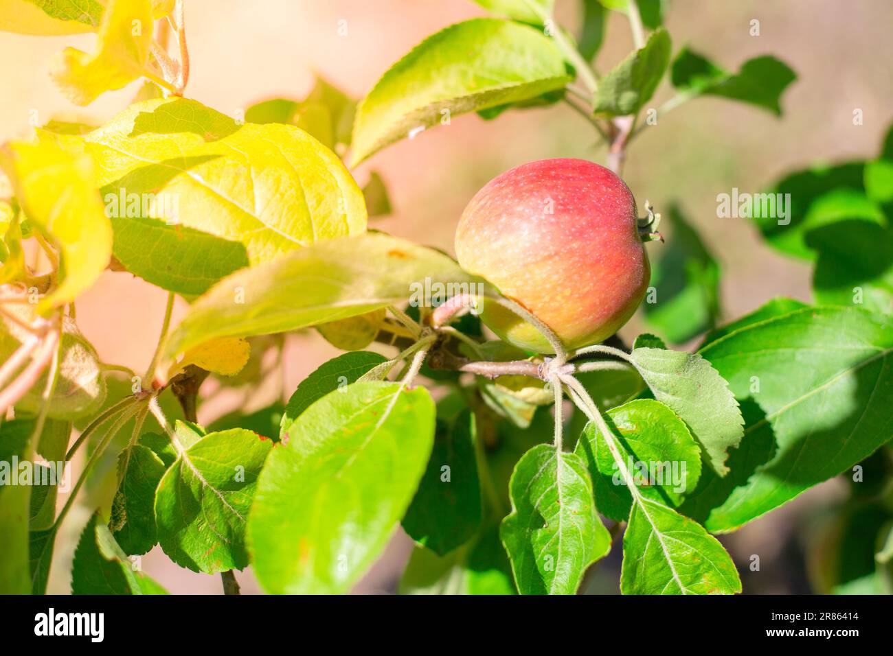 Young growing red apple on an apple tree. Growing fruits in the garden ...