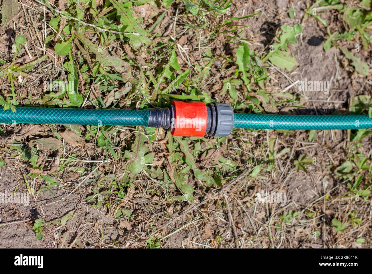 Quick coupling on a garden hose for watering lying on the ground Stock ...