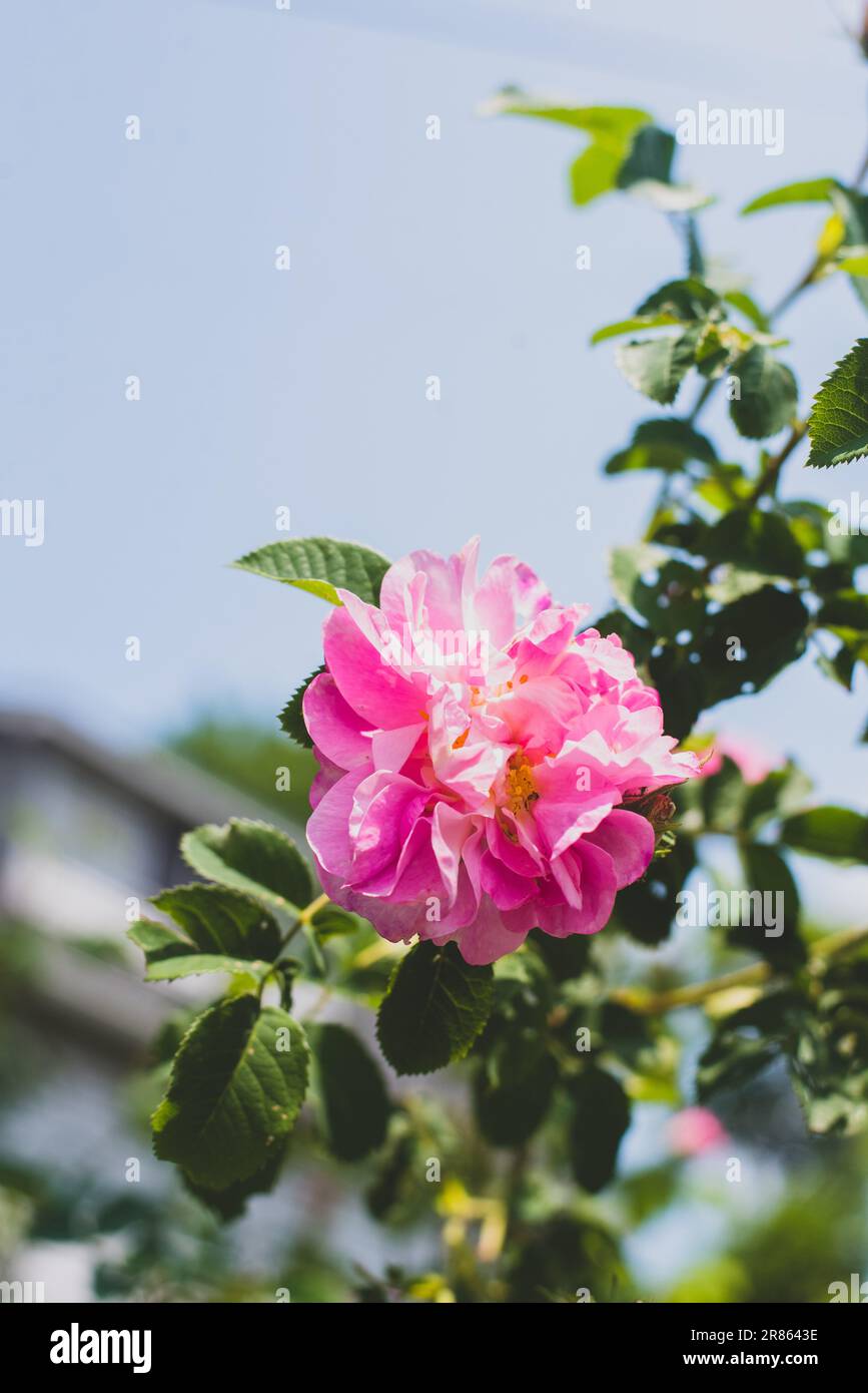 Pink wild roses on bushes outside Stock Photo - Alamy