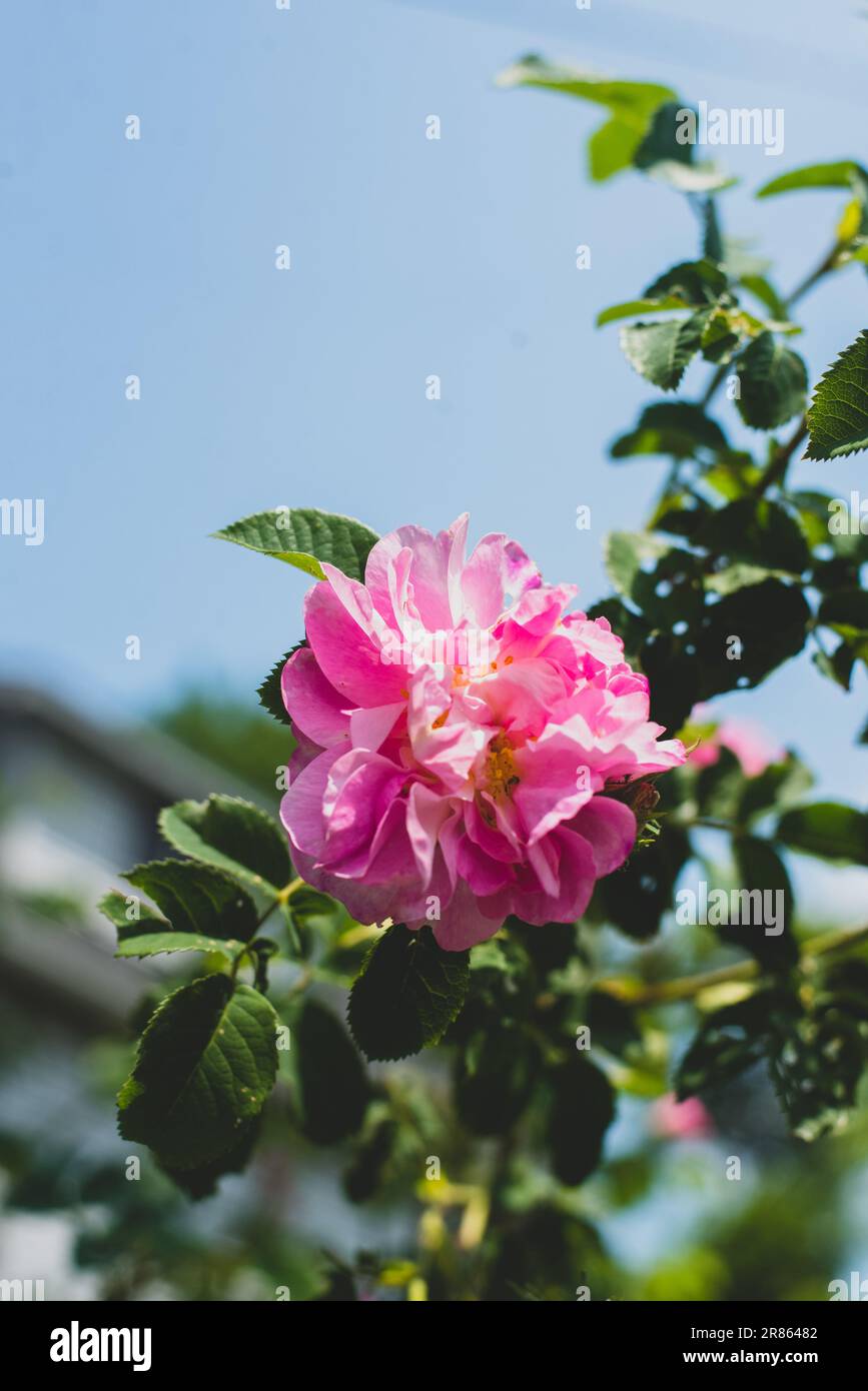 Pink wild roses on bushes outside Stock Photo - Alamy