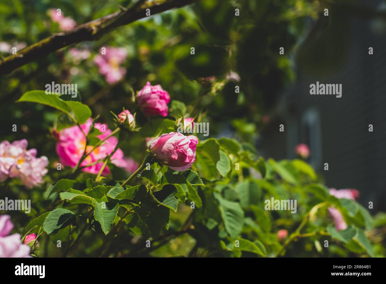 Pink wild roses on bushes outside Stock Photo - Alamy
