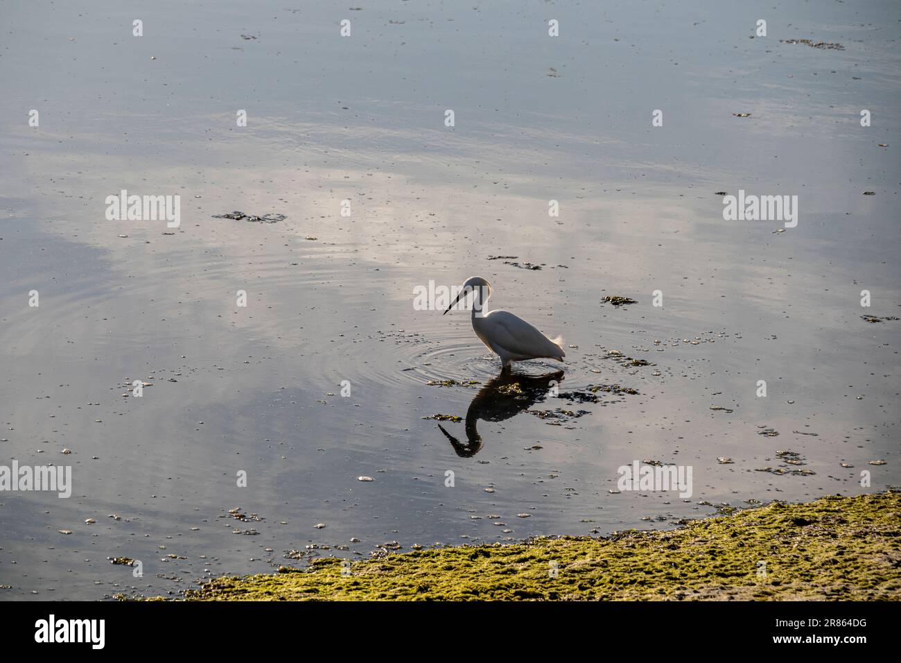 Snowy egret in Del Rey Lagoon in Playa Del Rey, Los Angeles, California ...