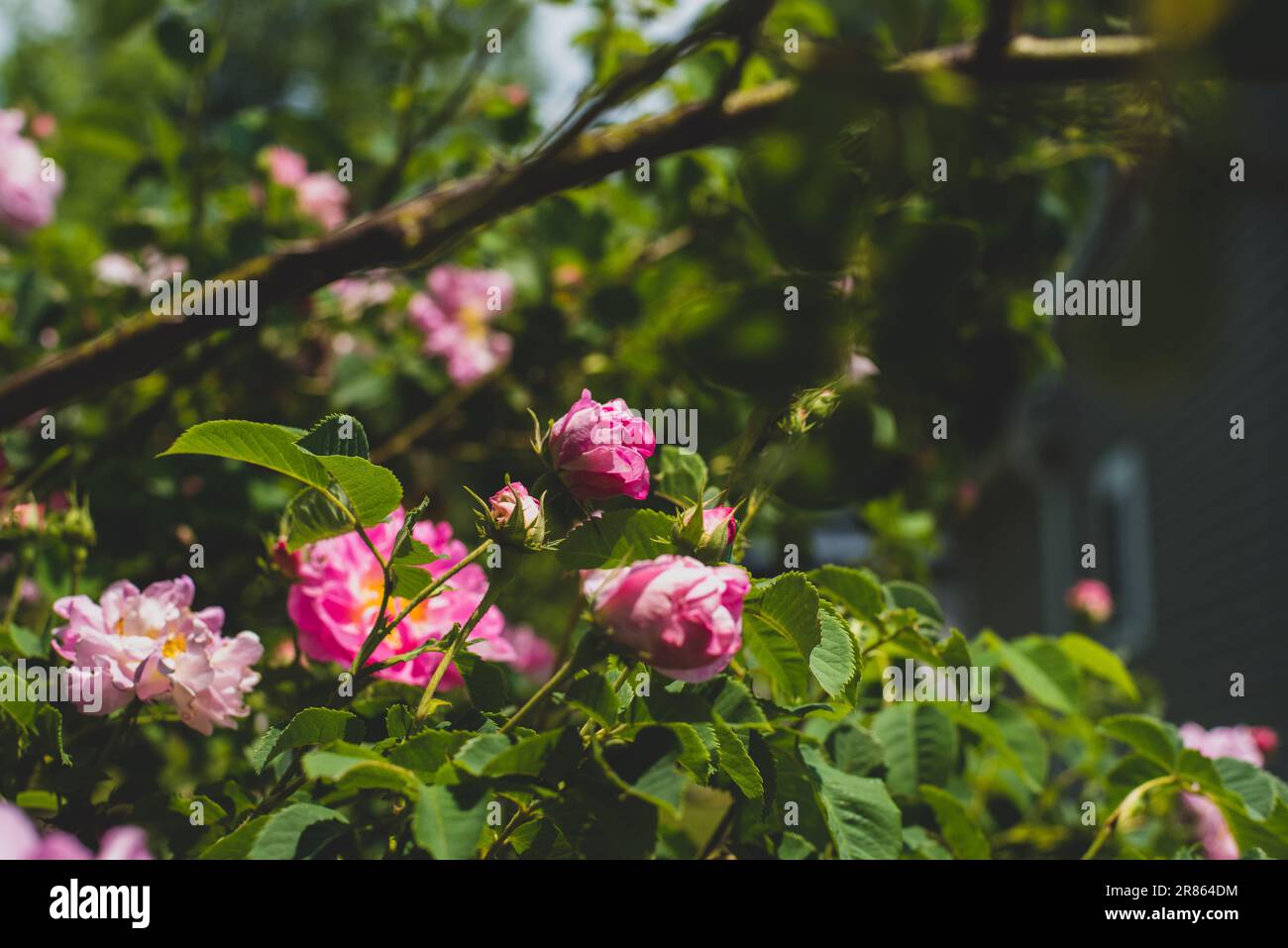 Pink wild roses on bushes outside Stock Photo - Alamy