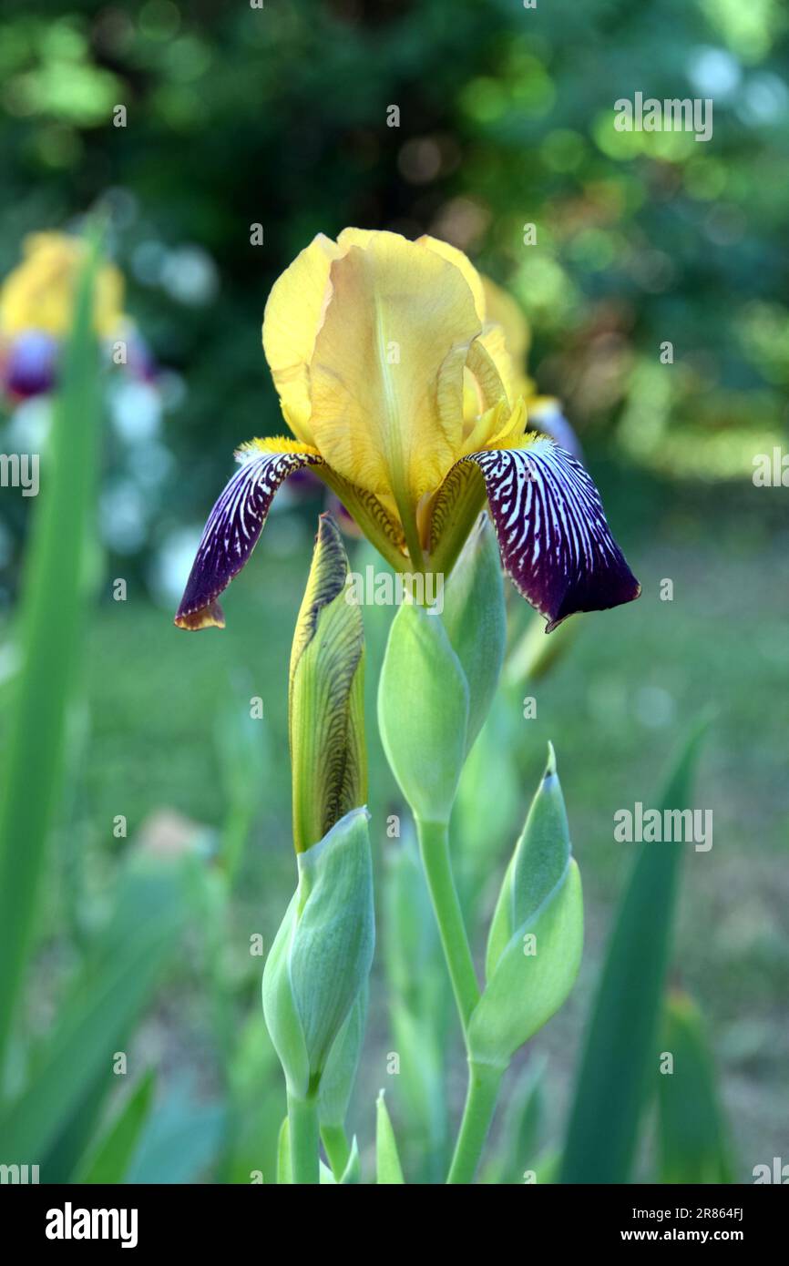 Bearded iris, Iris germanica Stock Photo - Alamy
