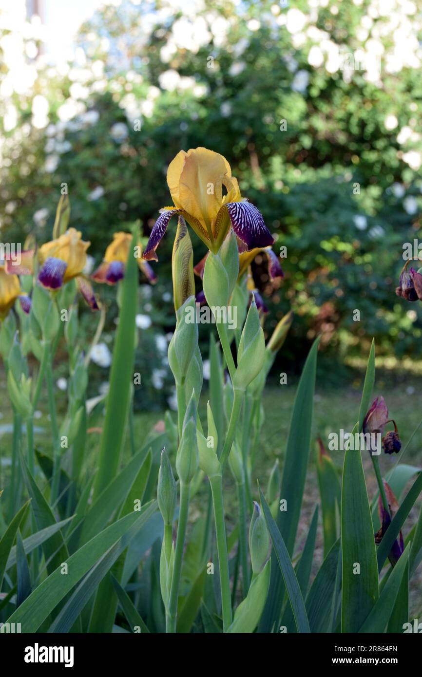 Bearded iris, Iris germanica Stock Photo - Alamy
