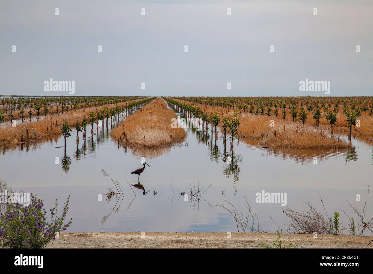 Flooded farm and crops. Tulare Lake, located in California's Central ...