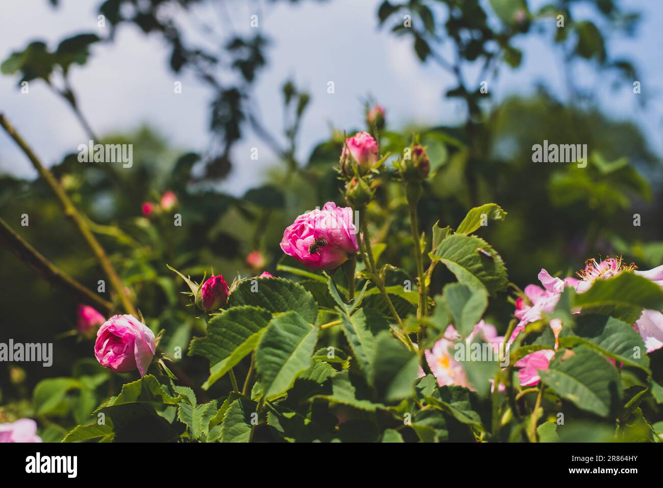 Pink wild roses outside on a bush Stock Photo - Alamy
