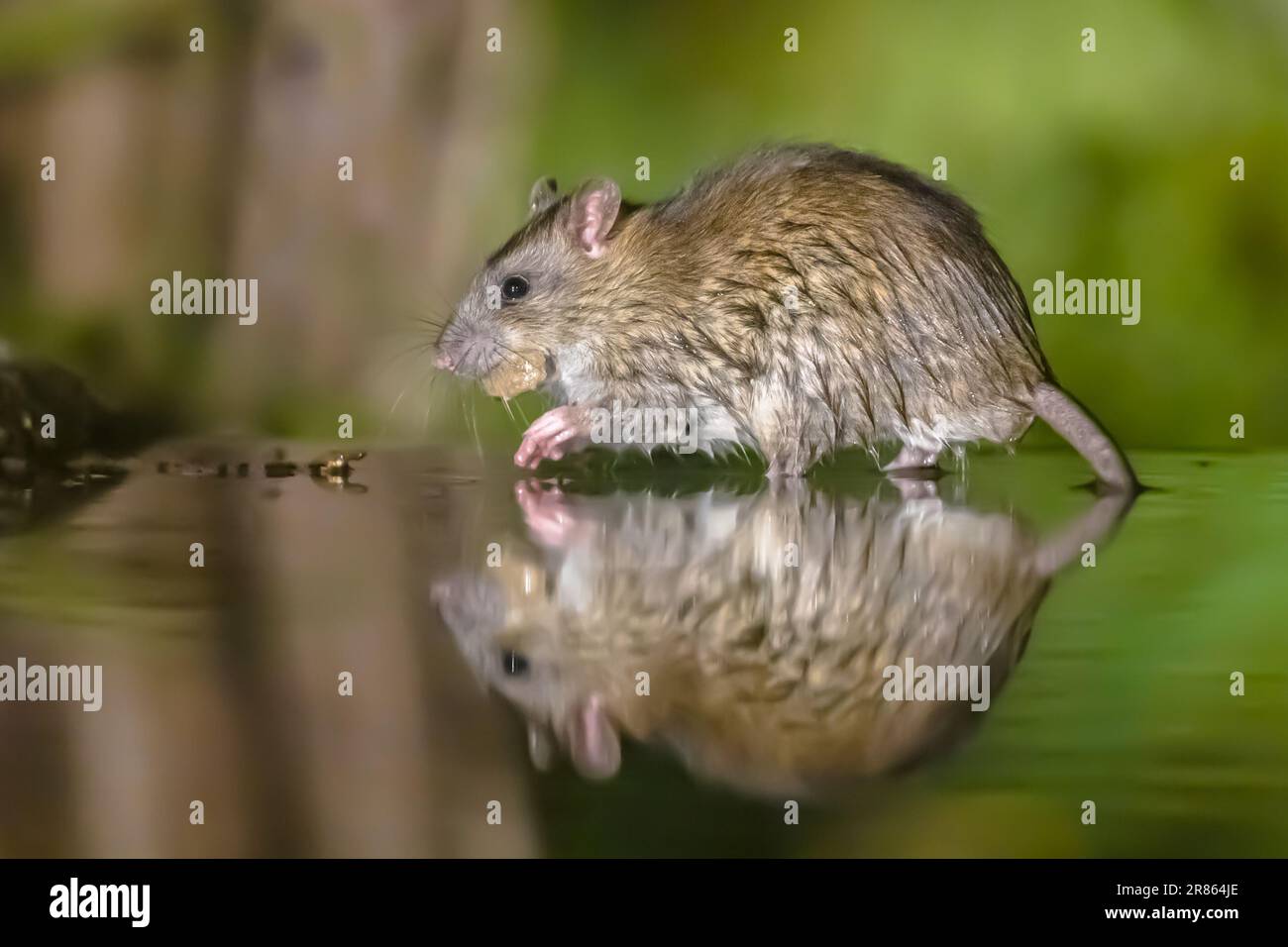 Brown rat (Rattus norvegicus) walking through water at night ...