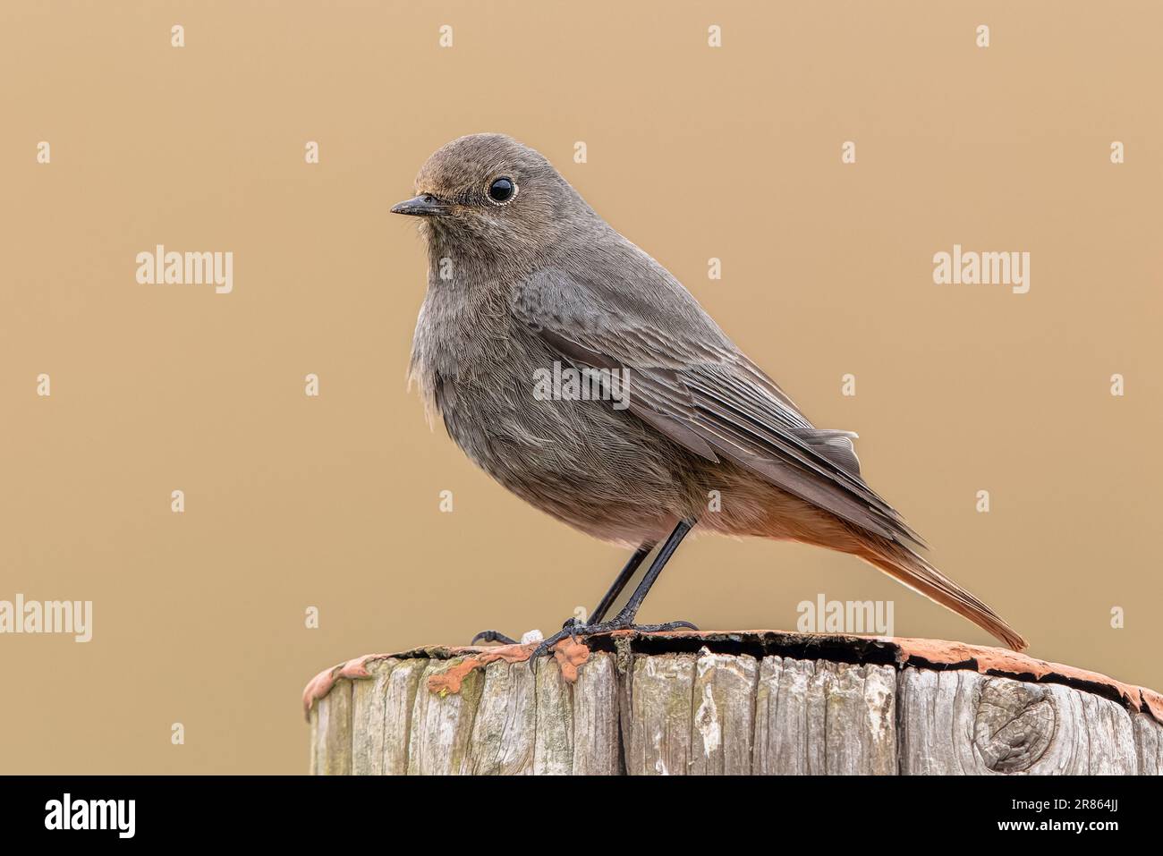 black redstart (Phoenicurus ochruros) female bird perched on pole ...
