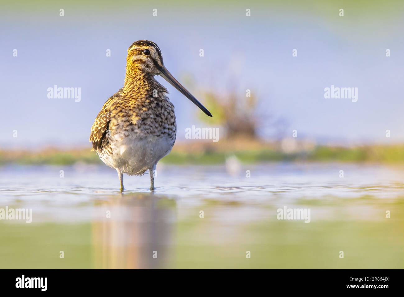 Common snipe (Gallinago gallinago) is a small, stocky wader bird native ...