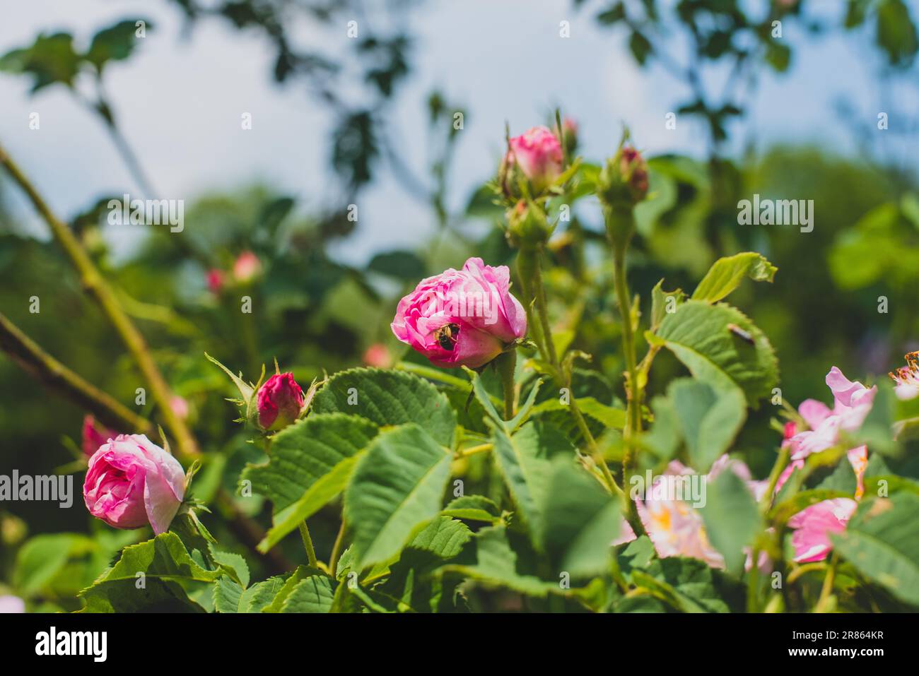 Pink wild roses outside on a bush Stock Photo - Alamy