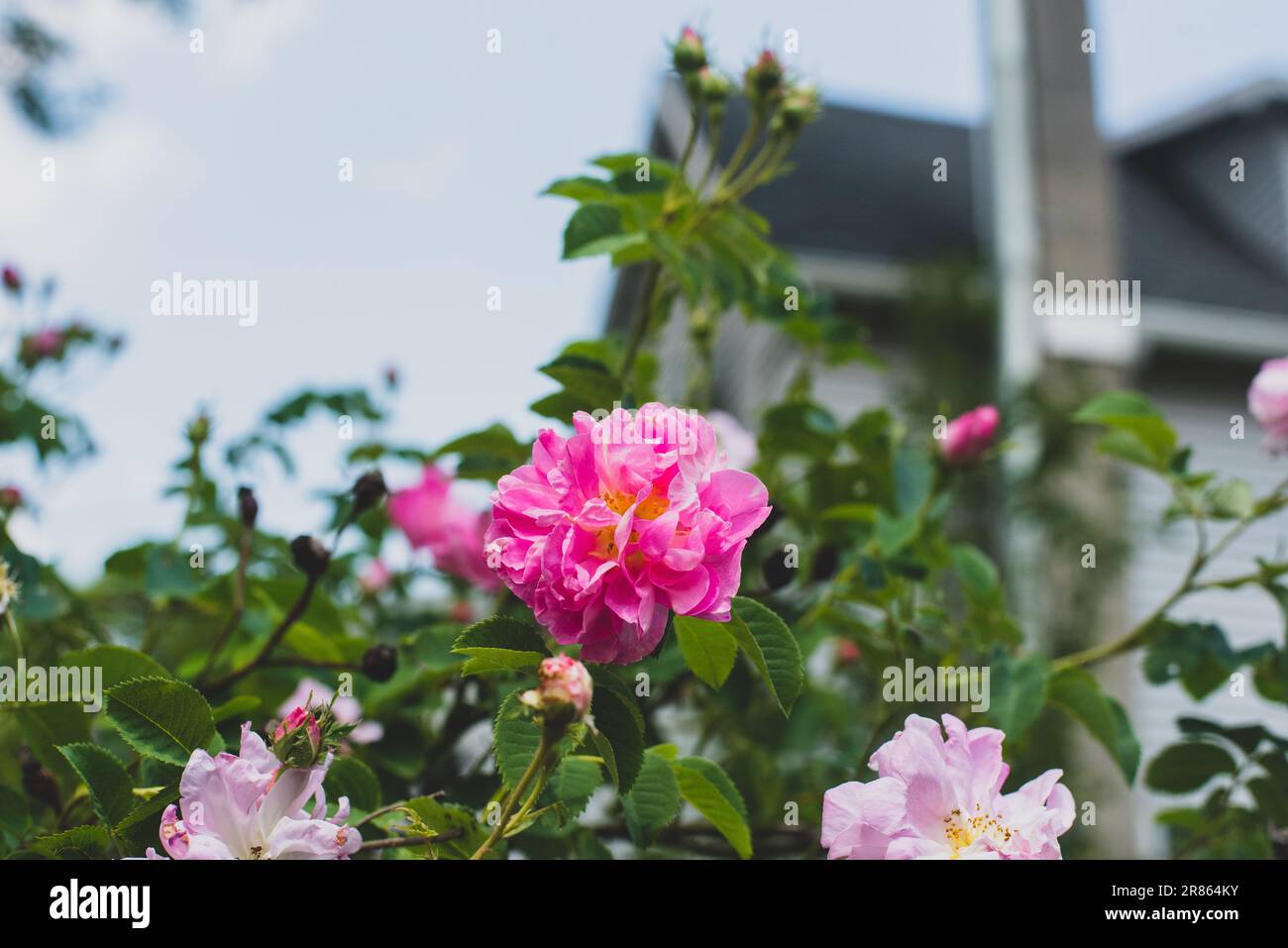 Pink wild roses outside on a bush Stock Photo - Alamy