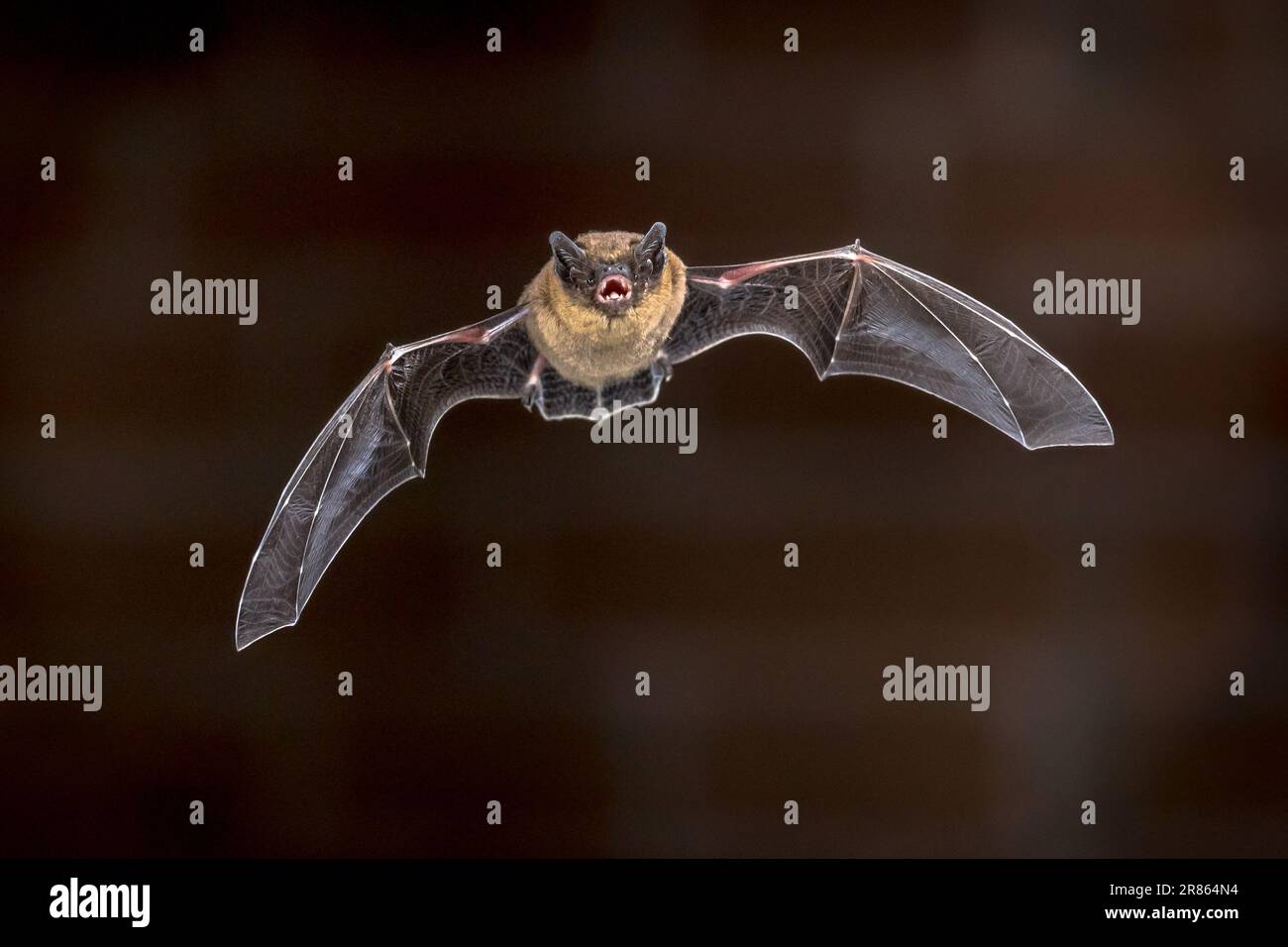 Pipistrelle bat (Pipistrellus pipistrellus) flying on attic of house in ...