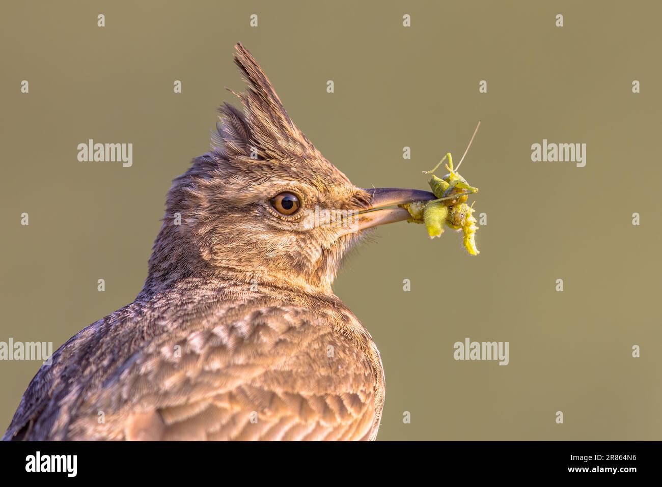 Crested lark (Galerida cristata) in breeding season with beak full of ...