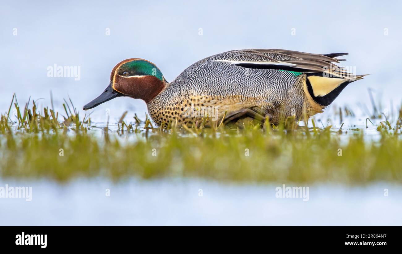 Wading Male Common Teal or Eurasian Teal (Anas crecca) Swimming in ...