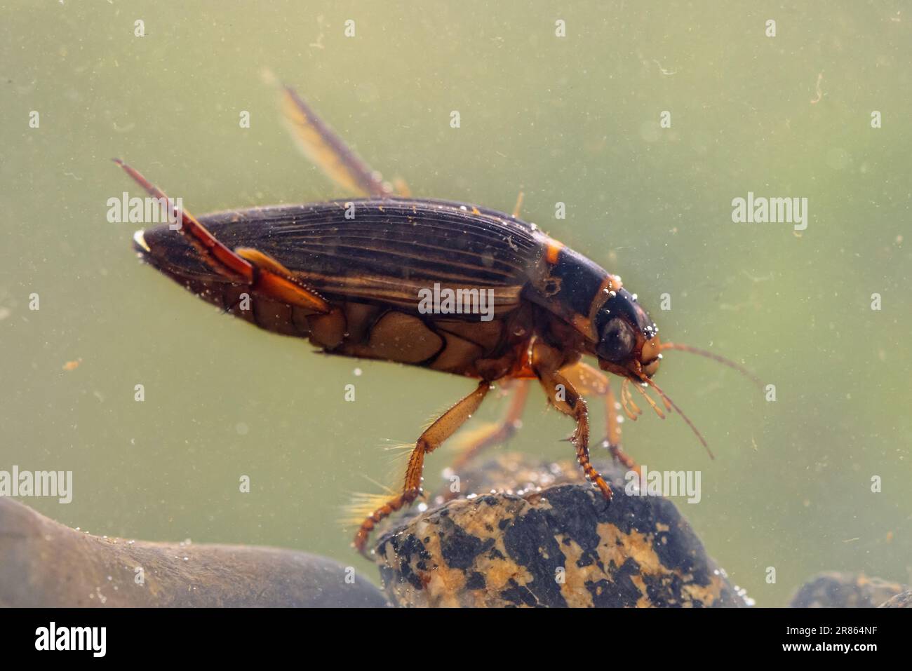Great diving beetle (Dytiscus marginalis) freswater insect of European ...