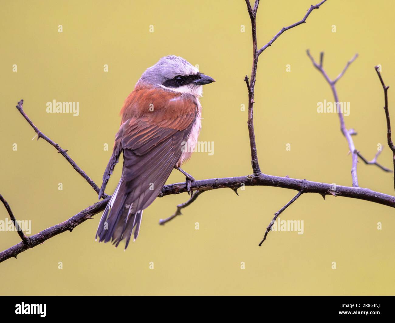 Red-Backed Shrike (Lanius collurio) perched on branch. This is a ...