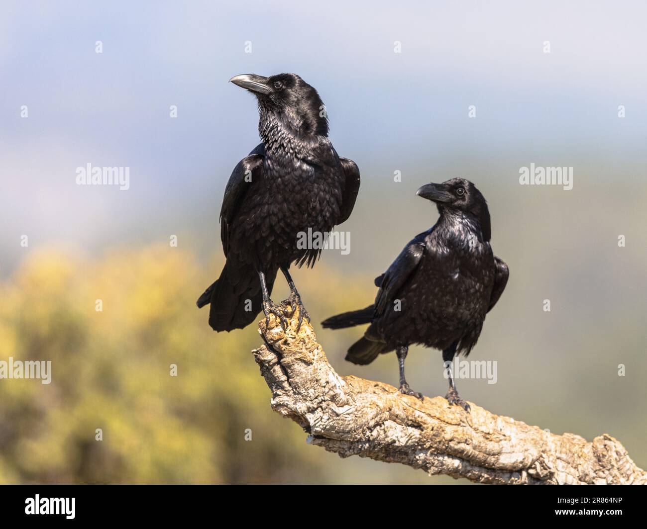 Opportunistic avian wildlife hi-res stock photography and images - Alamy