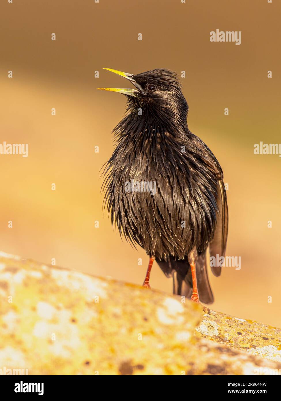 Spotless Starling (Sturnus unicolor) is Confined to the Iberian ...