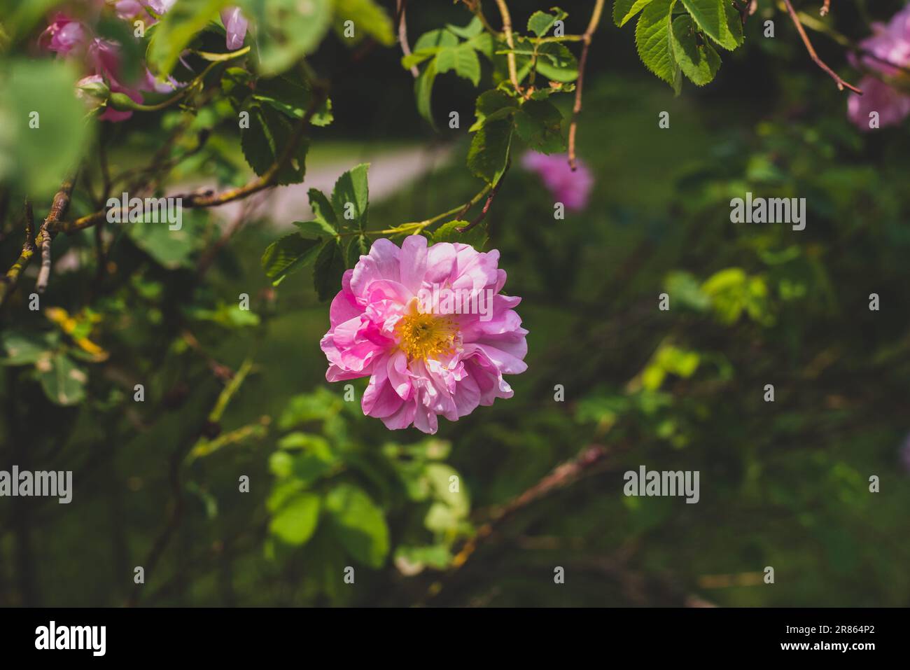 Pink wild roses outside on a bush Stock Photo - Alamy