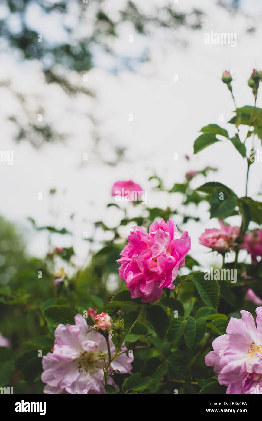 Pink wild roses outside on a bush Stock Photo - Alamy