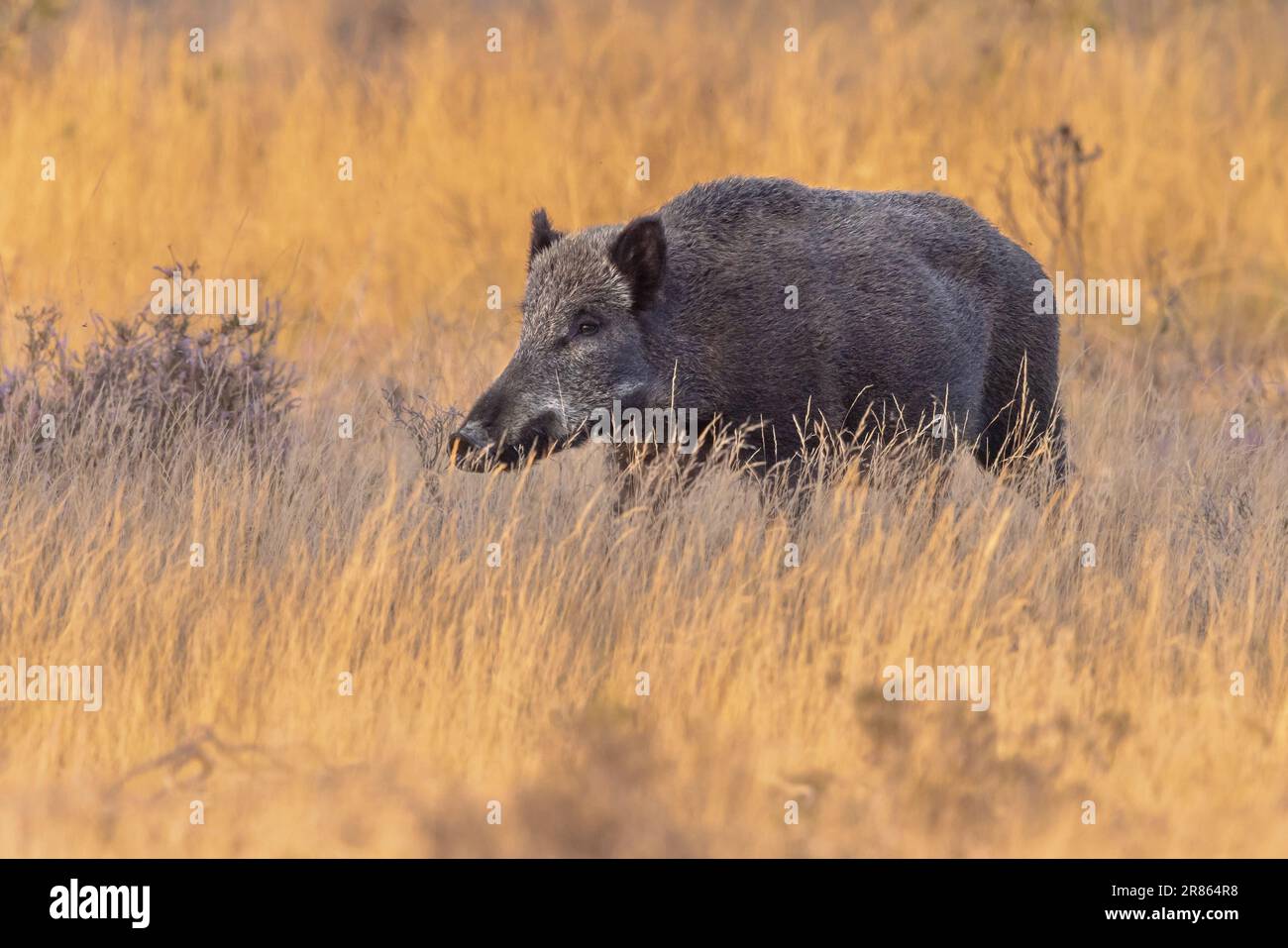 Wild boar (Sus scrofa). This animal is a suid native to much of Eurasia ...