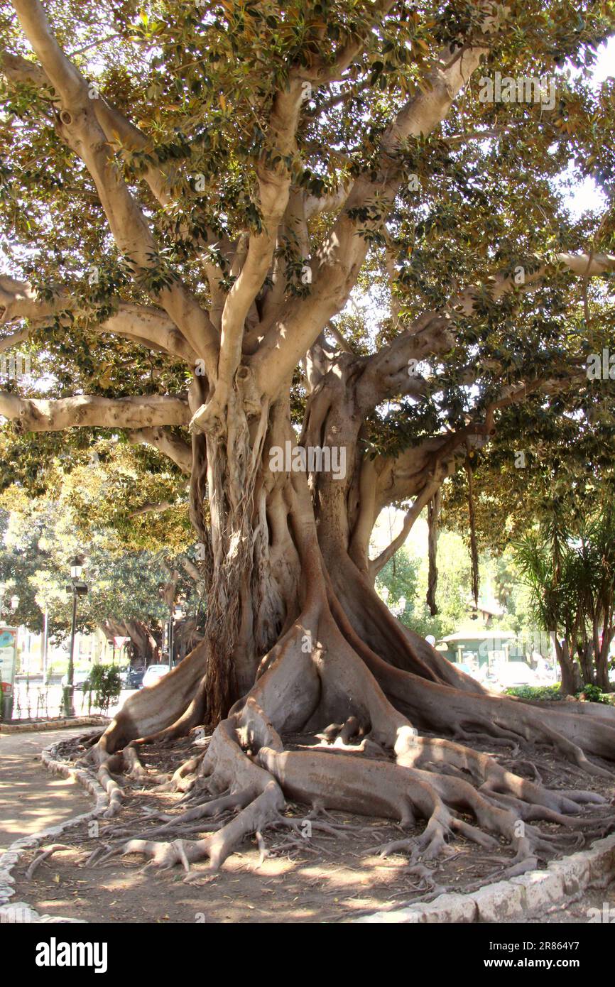Fancy tree in the city park Stock Photo - Alamy