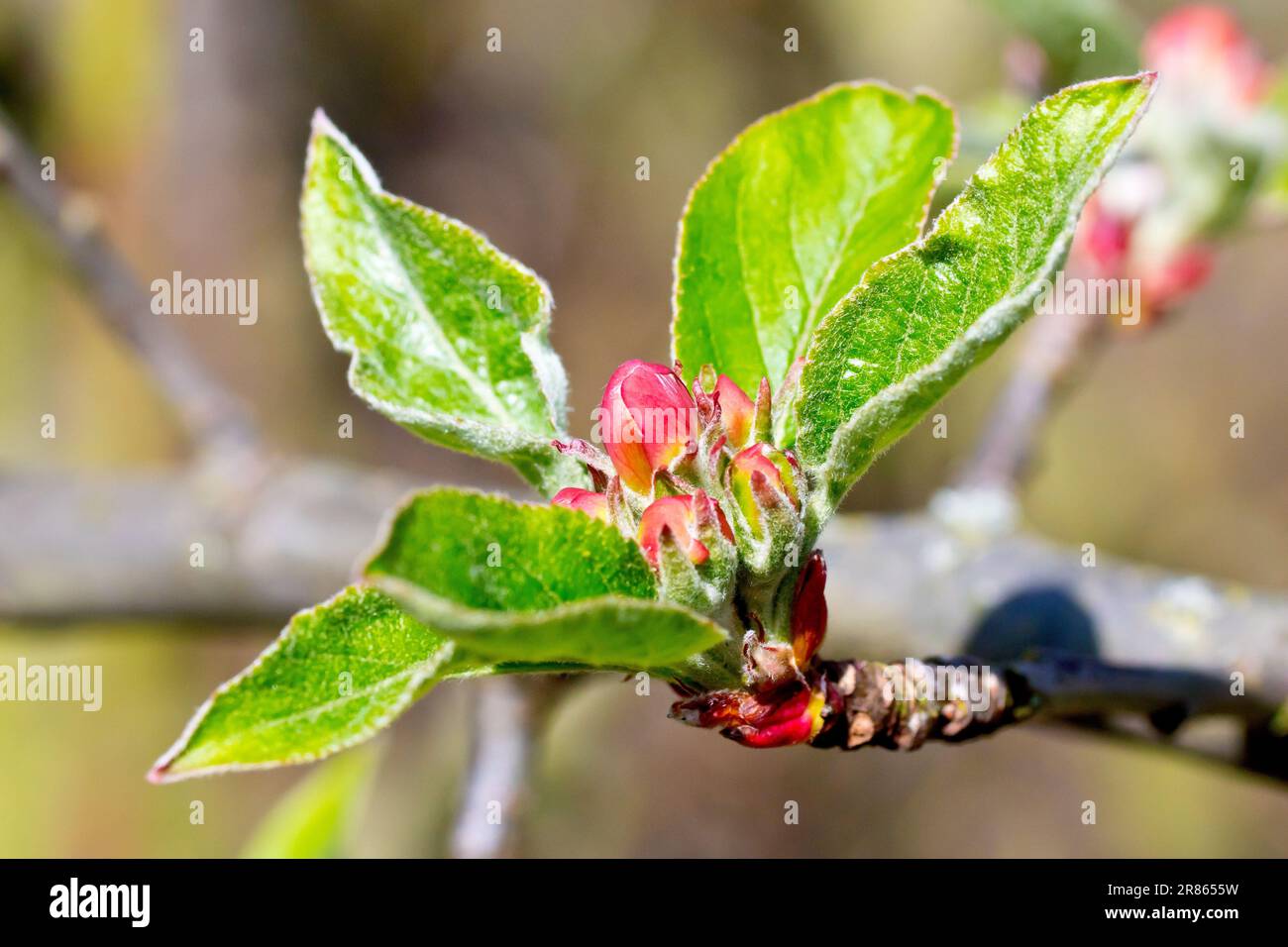 Crab Apple (malus sylvestris), close up of a small branch showing the ...