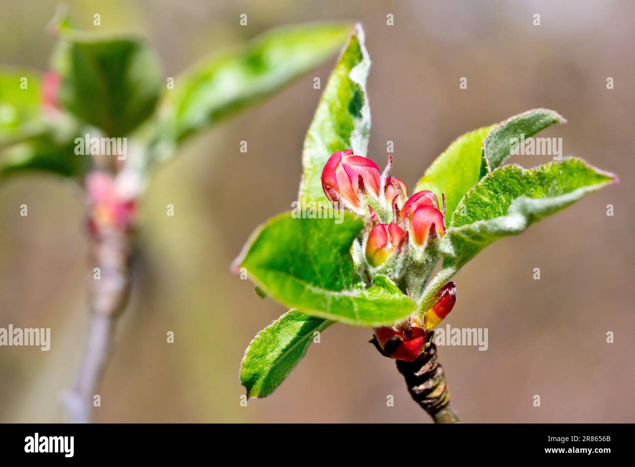 Crab Apple (malus sylvestris), close up of a small branch showing the ...
