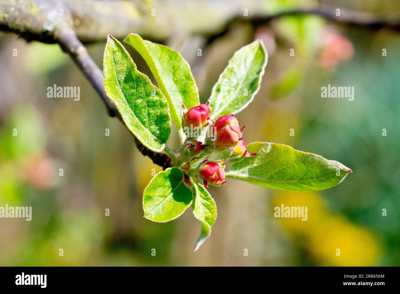 Crab Apple (malus sylvestris), close up of a small branch showing the ...