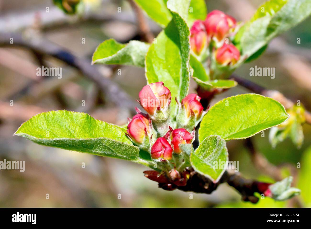 Crab Apple (malus sylvestris), close up of a small branch showing the ...