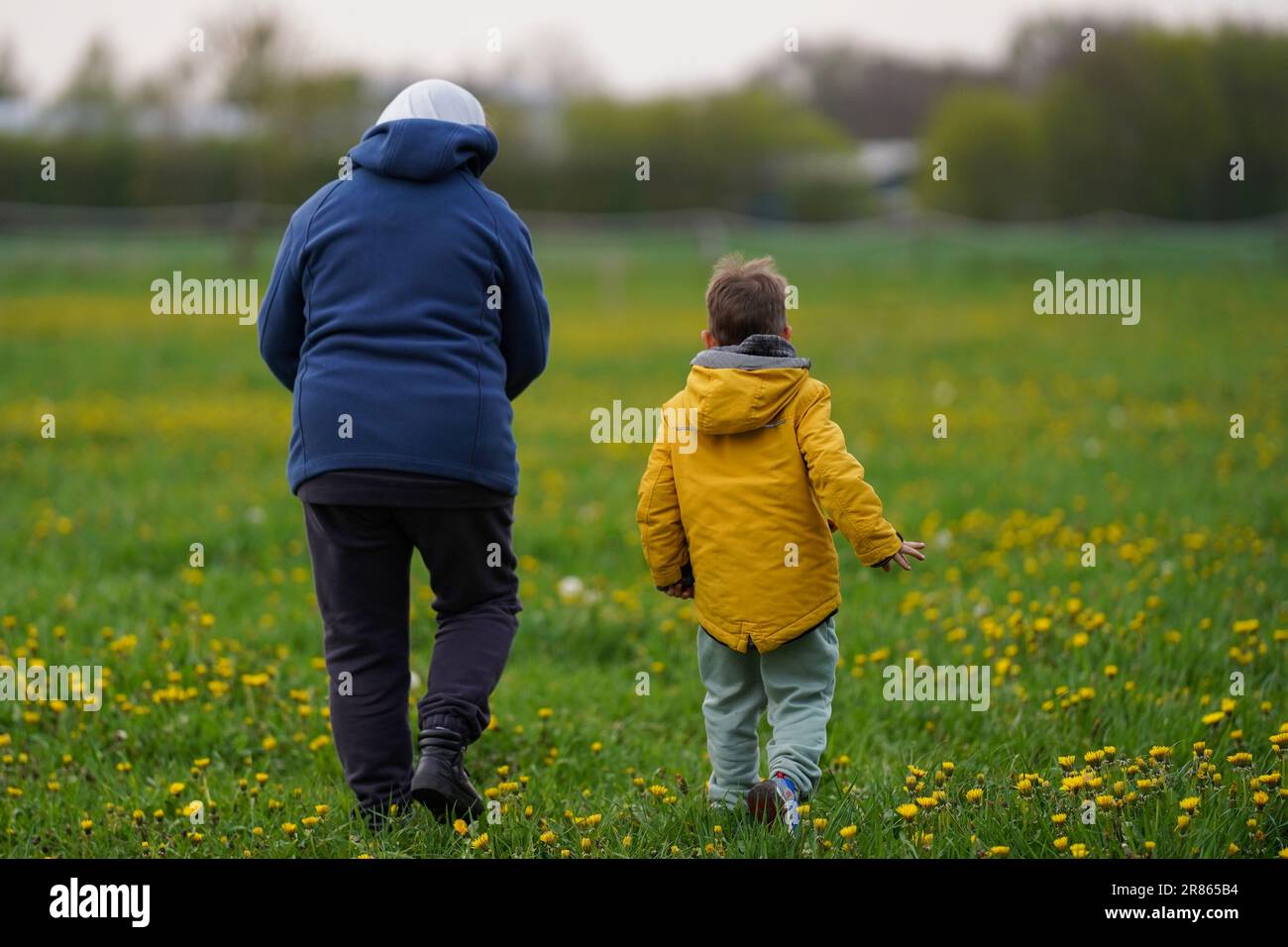 Grandma walking with her grandson through a spring field of dandelions ...