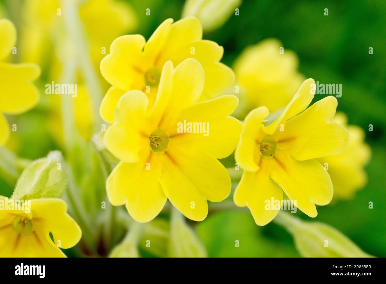 False images hi-res stock photography and images - Alamy