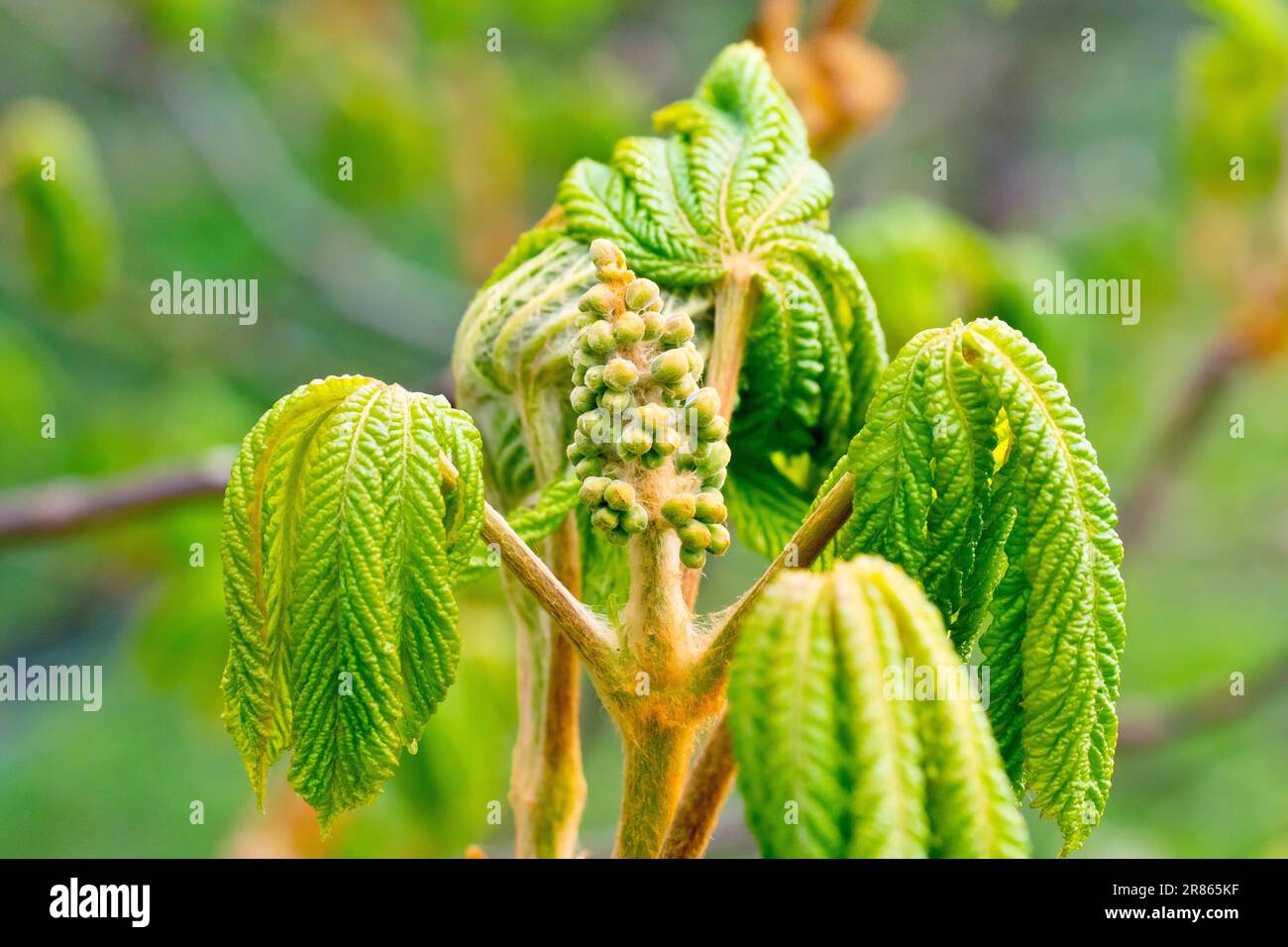 Horse Chestnut or Conker Tree (aesculus hippocastanum), close up ...