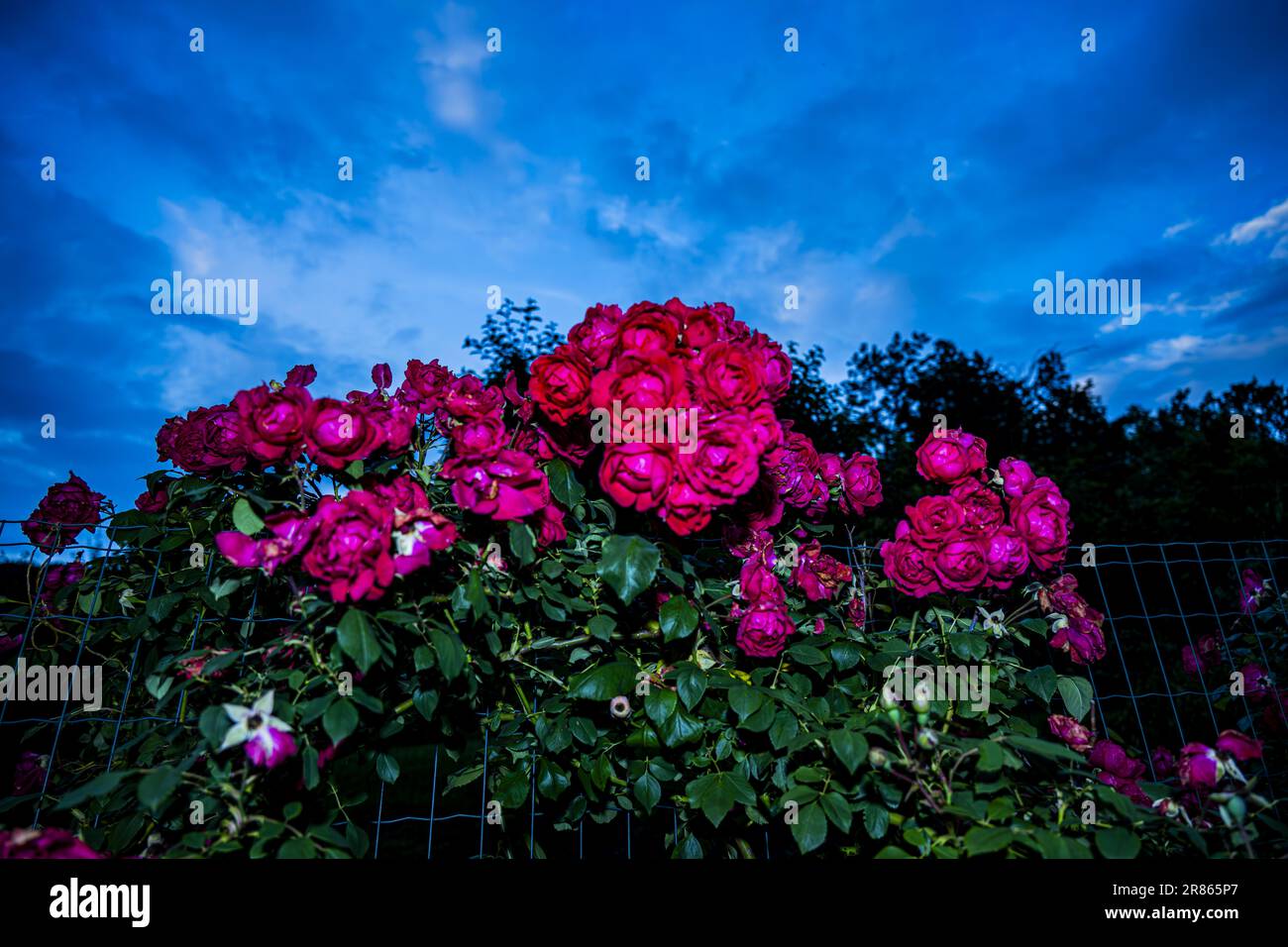 Images of particular types of roses and sushi Stock Photo - Alamy