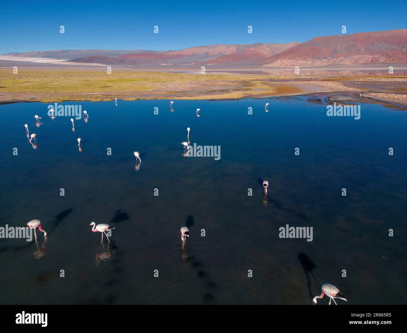 Flamingos in the colorful Laguna Carachi Pampa in the deserted ...