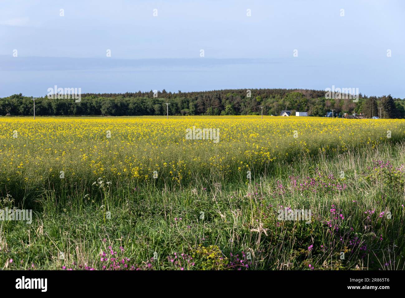 pre-planting field, Ceres, Fife, Scotland, UK Stock Photo - Alamy