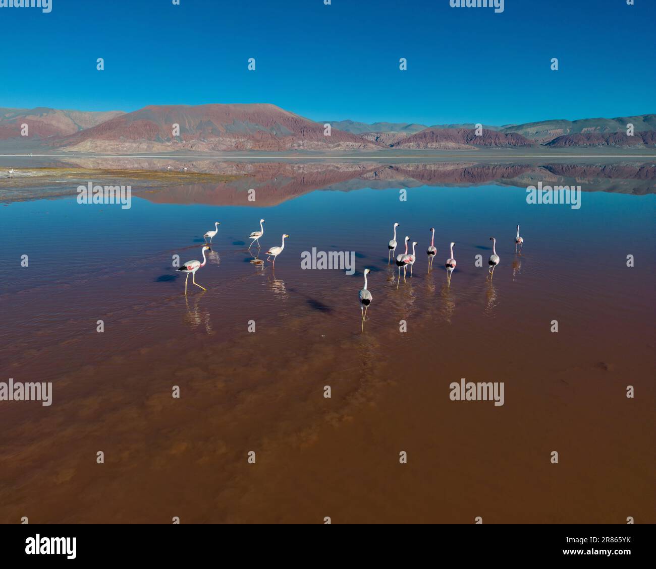 Flamingos in the colorful Laguna Carachi Pampa in the deserted ...